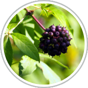 Lipo Gummy - Homepage