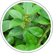 Lipo Gummy - Homepage